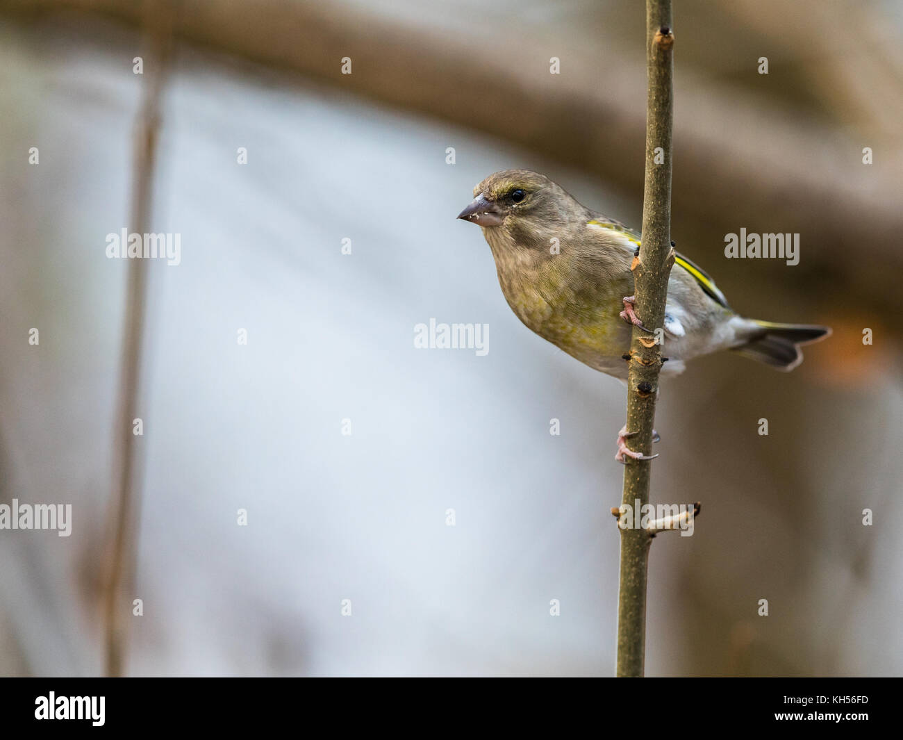 Clinging bird hi-res stock photography and images - Alamy