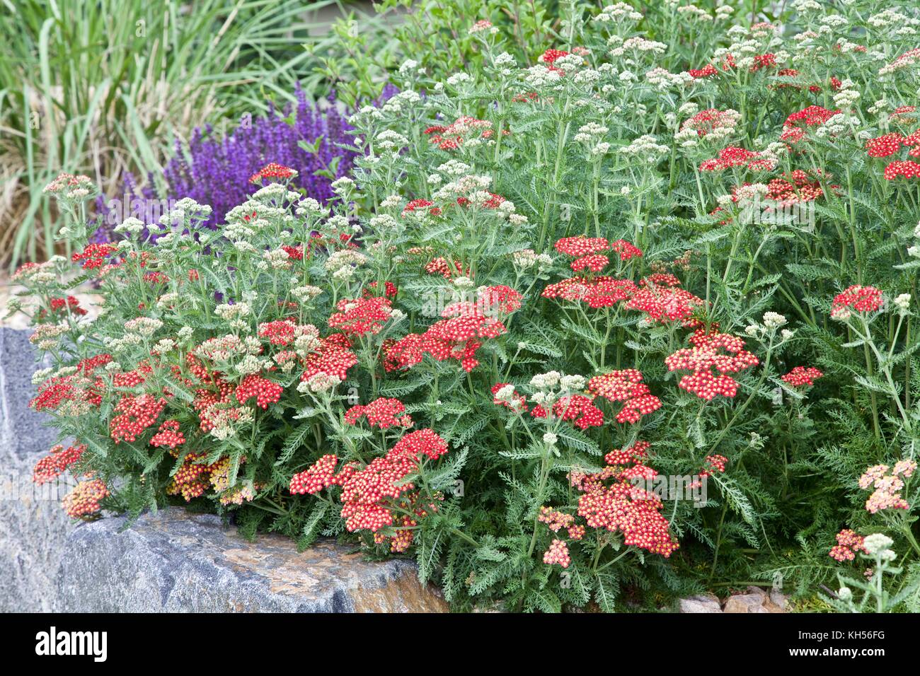 Achillea Millefolium Paprika High Resolution Stock Photography and ...