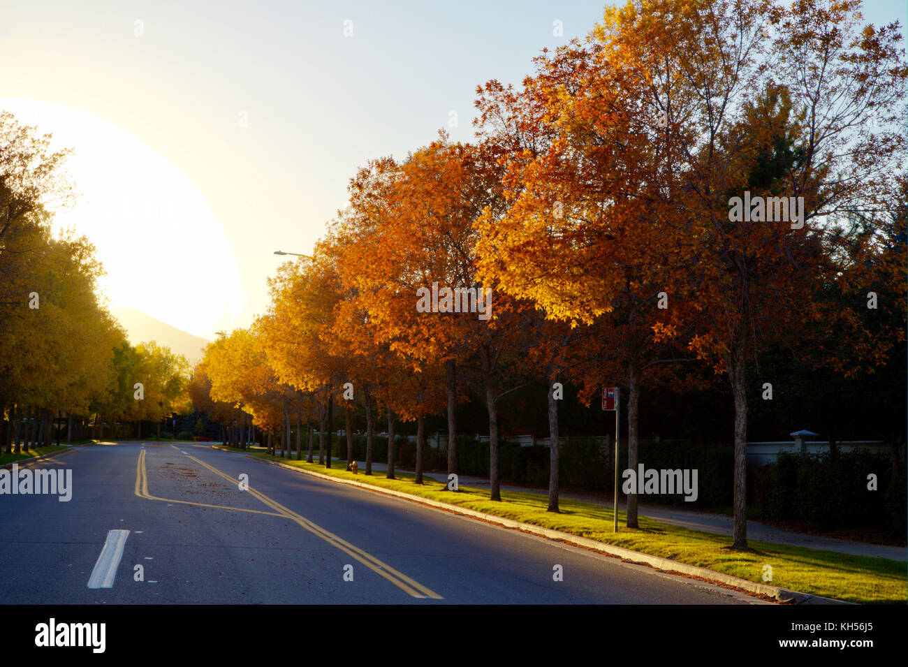 Autumn Blaze Maple street trees Stock Photo - Alamy
