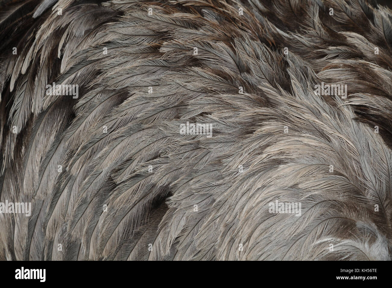 feathers of a rhea Stock Photo - Alamy