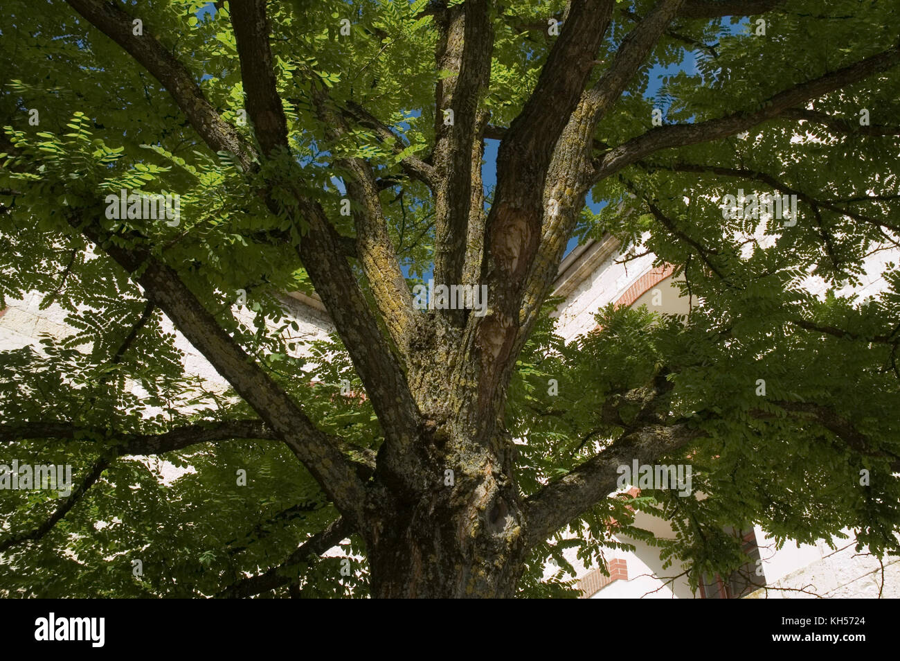 robinia tree with pinnate leaves Stock Photo - Alamy