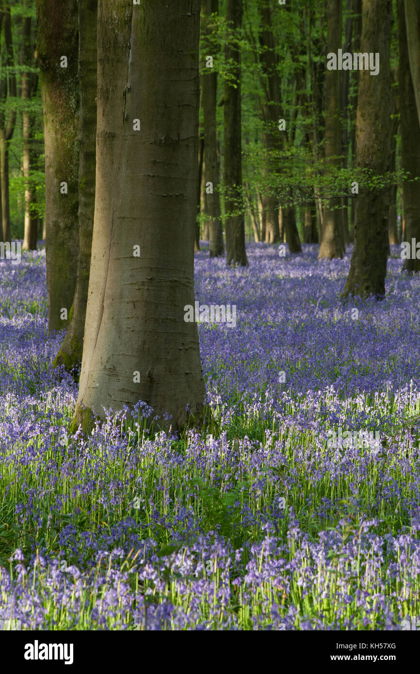 bluebells with beech trees in Micheldever Woods Stock Photo - Alamy