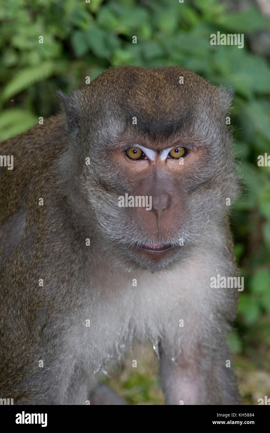 Java macaque monkey hi-res stock photography and images - Alamy