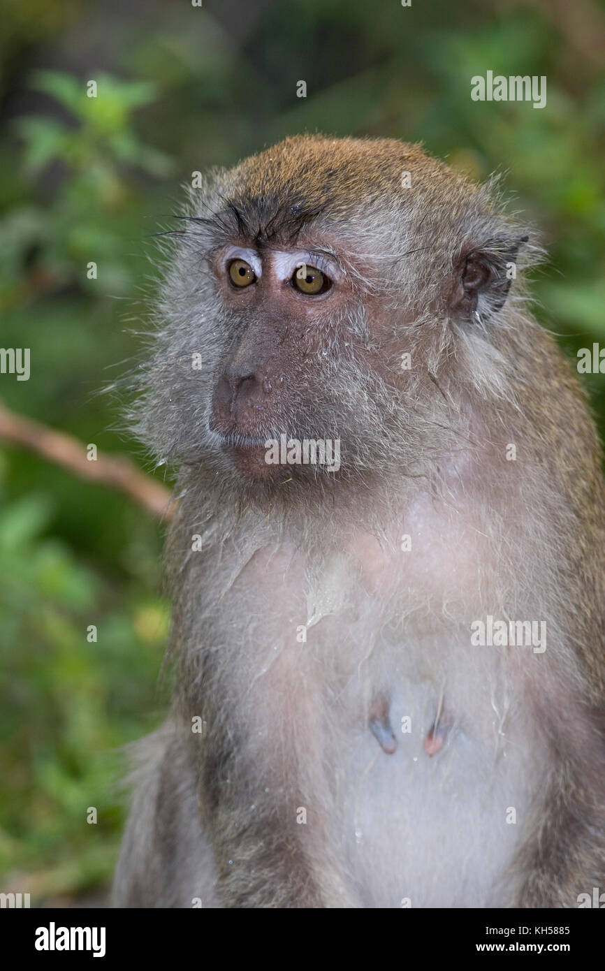 Crab-eating macaque, Macaca fascicularis, Java macaque Stock Photo - Alamy