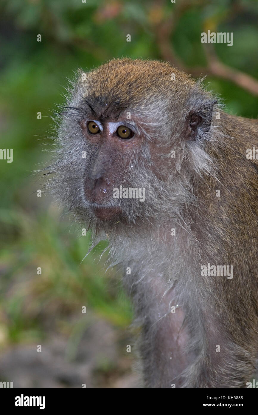 Java macaque monkey hi-res stock photography and images - Alamy