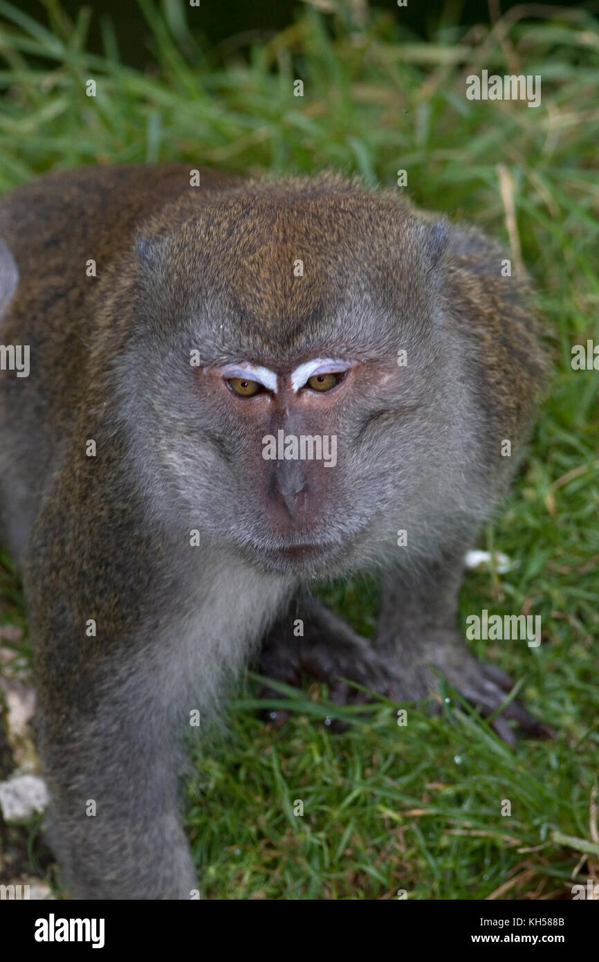 Male crab eating macaque hi-res stock photography and images - Alamy