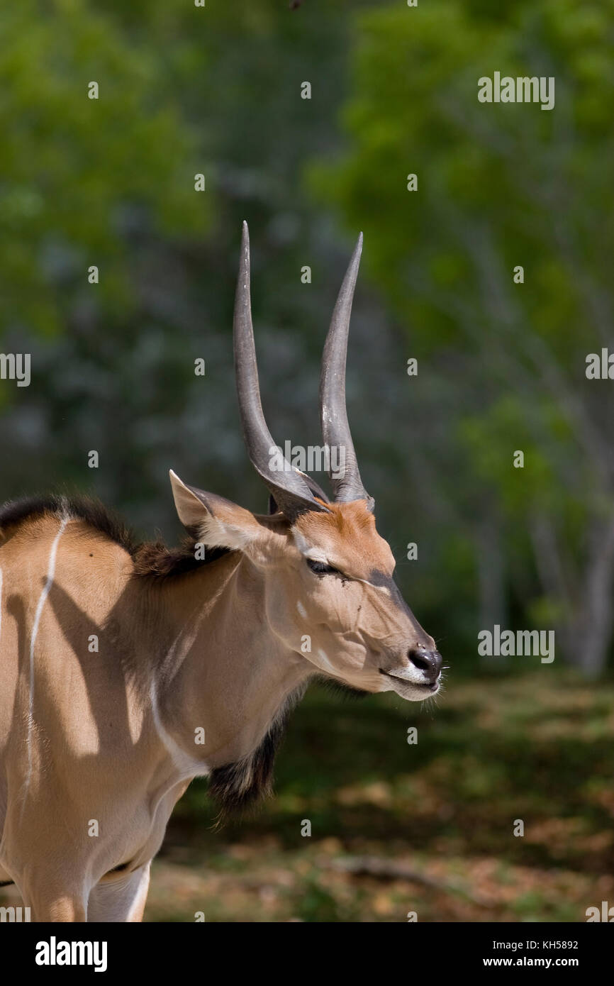 Giant Eland, Taurotragus derbianus Stock Photo - Alamy