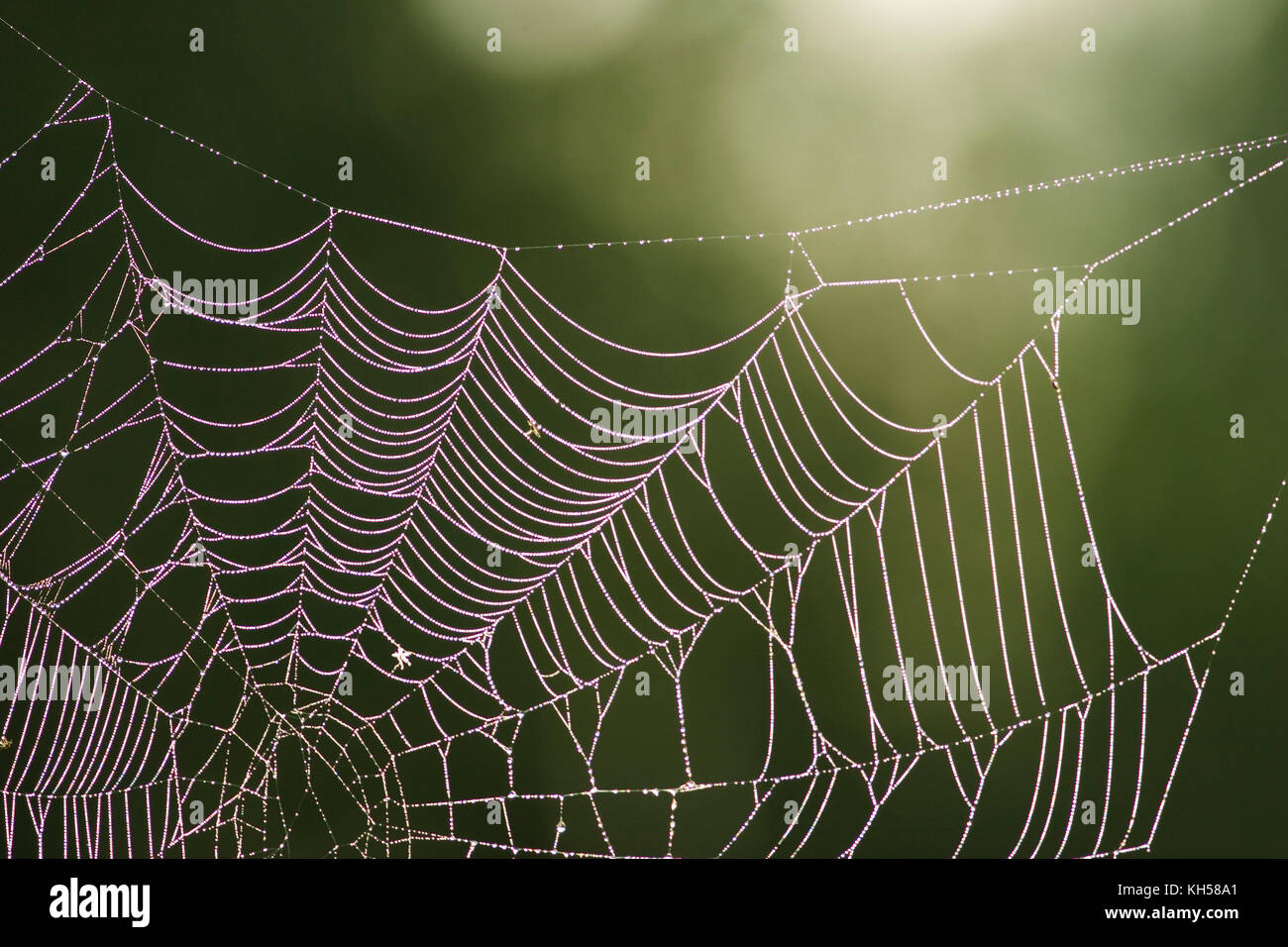 Spider web covered with dew Stock Photo - Alamy