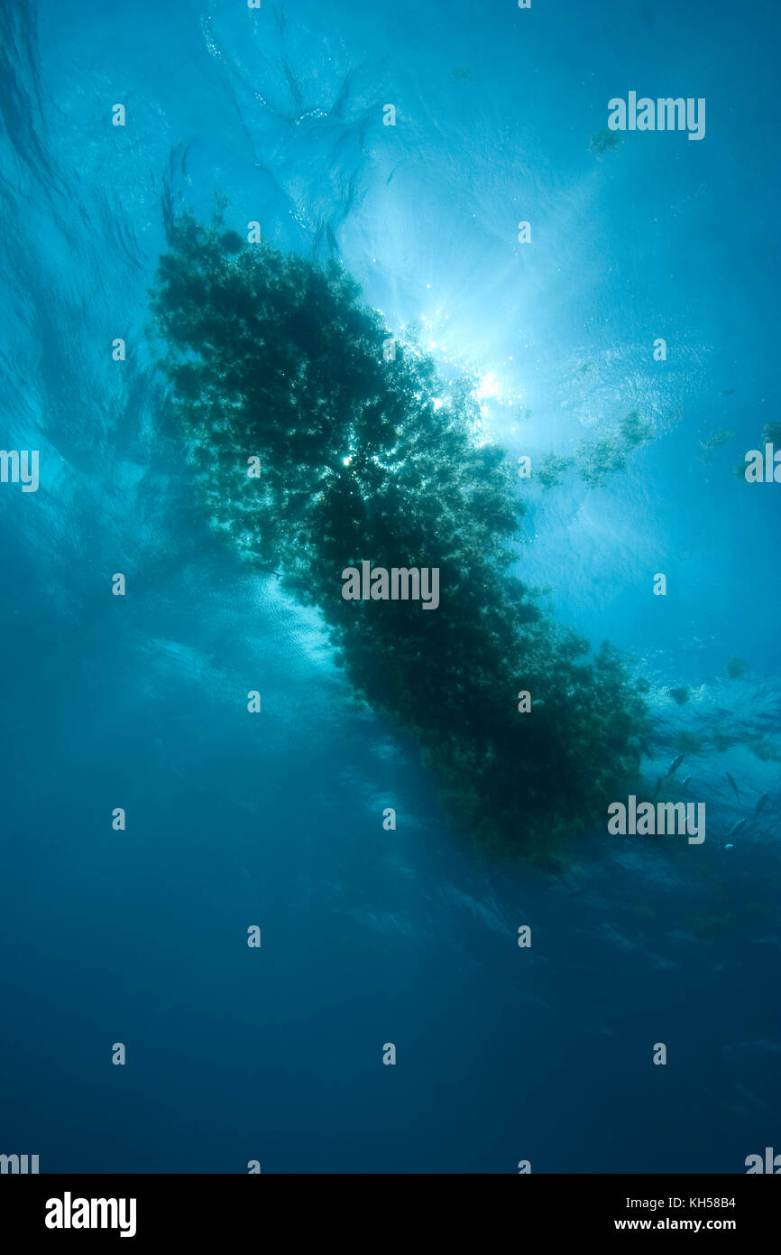 Sargassum seaweed florida keys hi-res stock photography and images - Alamy