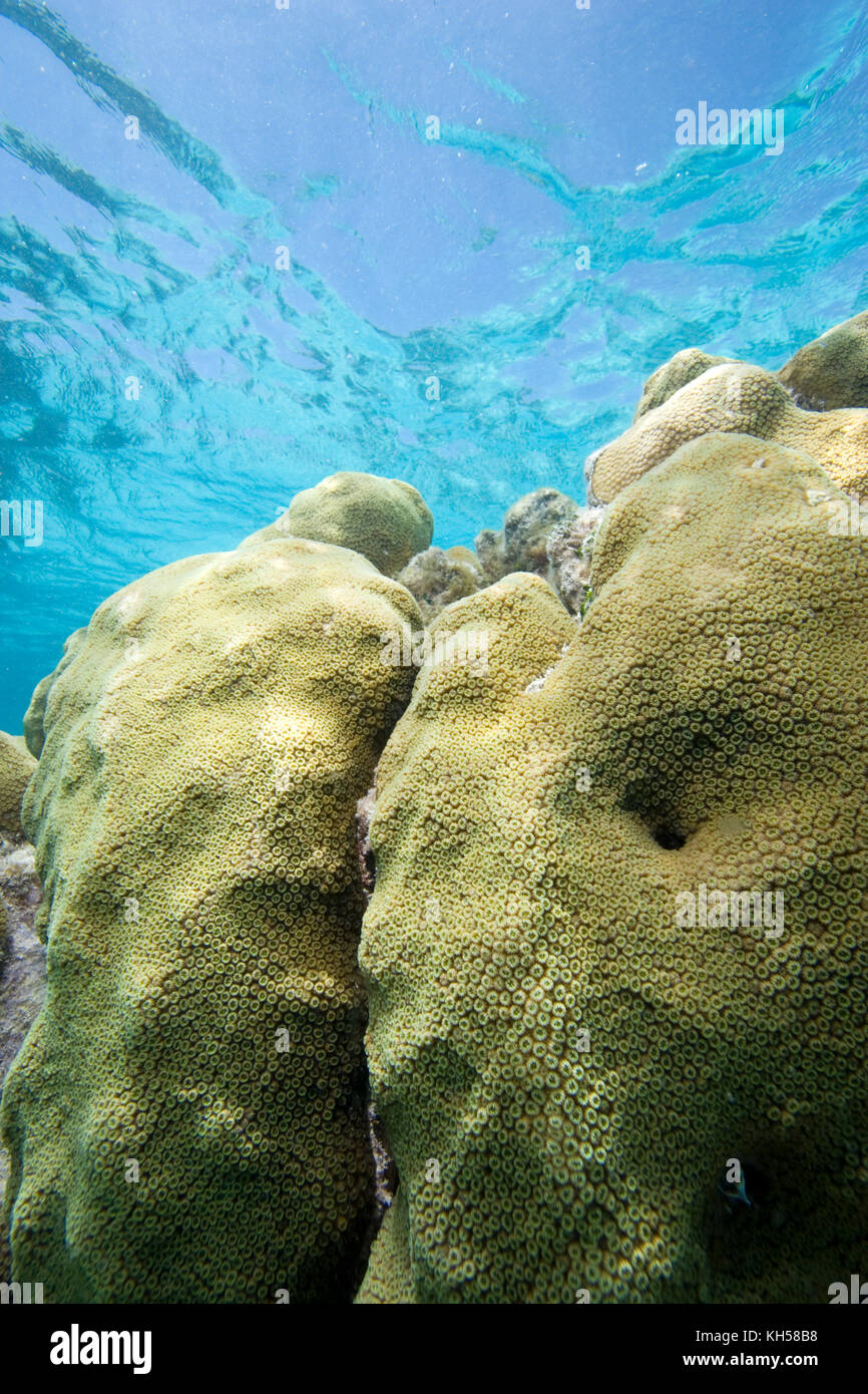 Coral boulder hi-res stock photography and images - Alamy