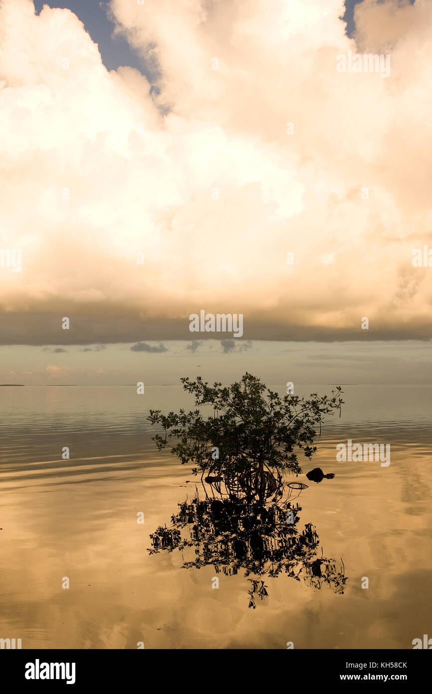 Red Mangrove,Florida Keys National Marine Sanctuary, Florida Stock ...