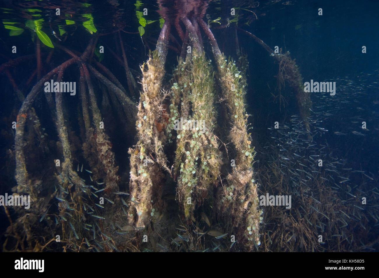 Prop Roots of Red Mangrove,Rhizophora mangle, underwater serving as a ...