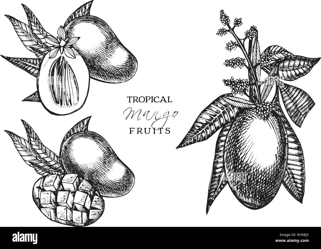Mango Flower Drawing