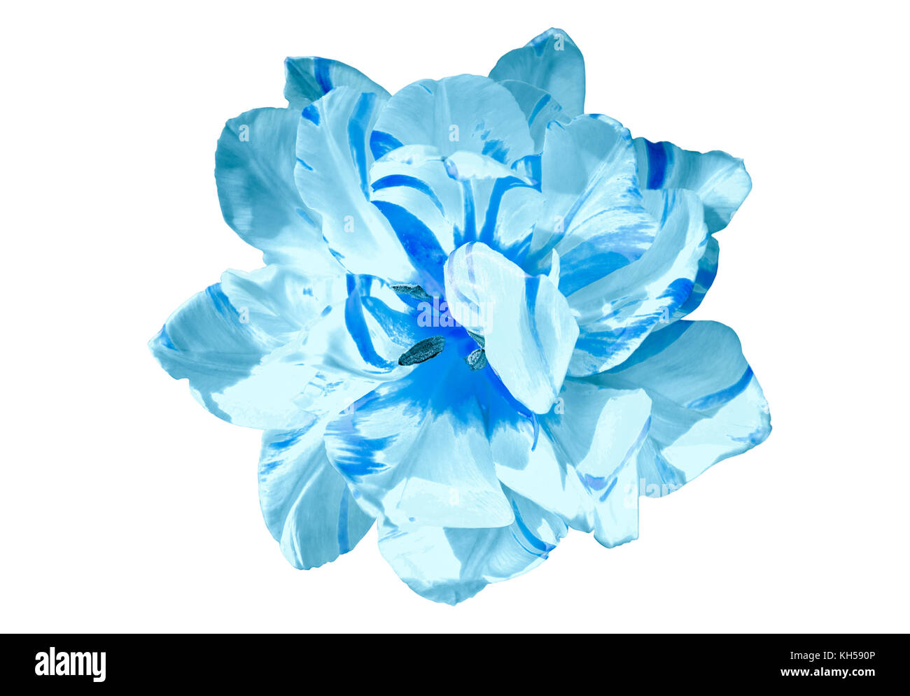 Single light blue tulip head flower isolated on a white background. Top ...