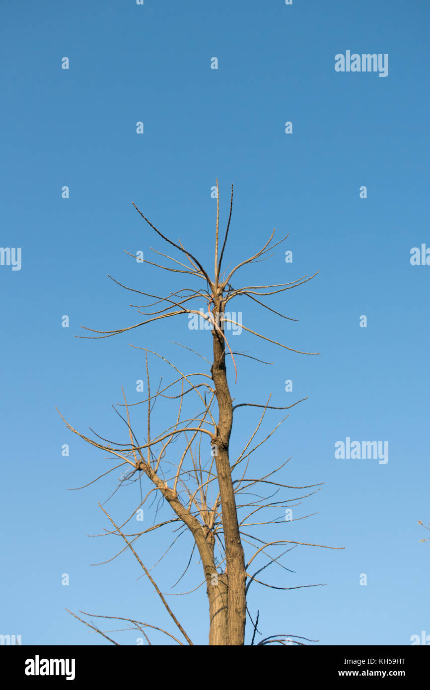 Tree leaveless branches against clean blue sky background Stock Photo ...