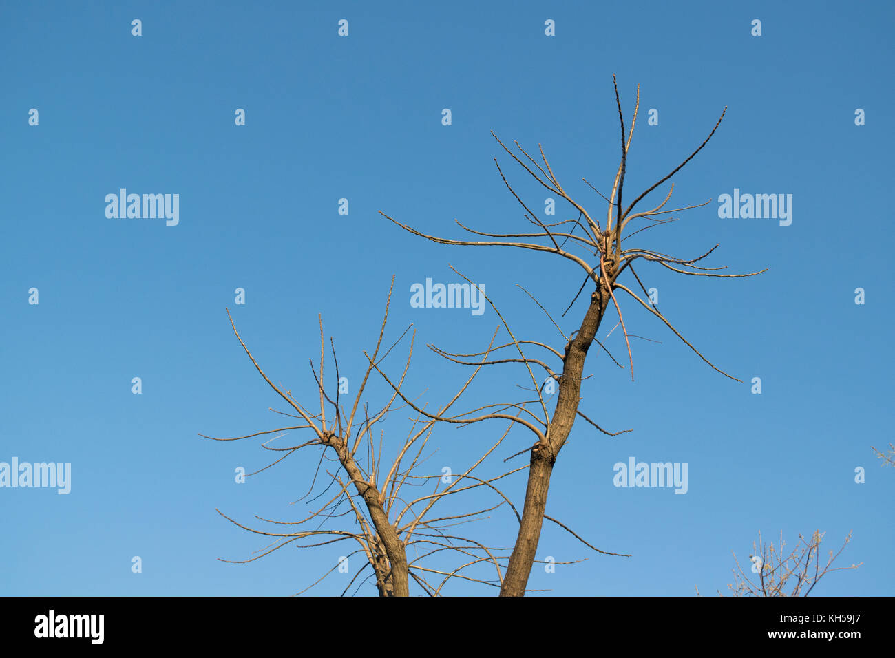 Tree leaveless branches against clean blue sky background Stock Photo ...