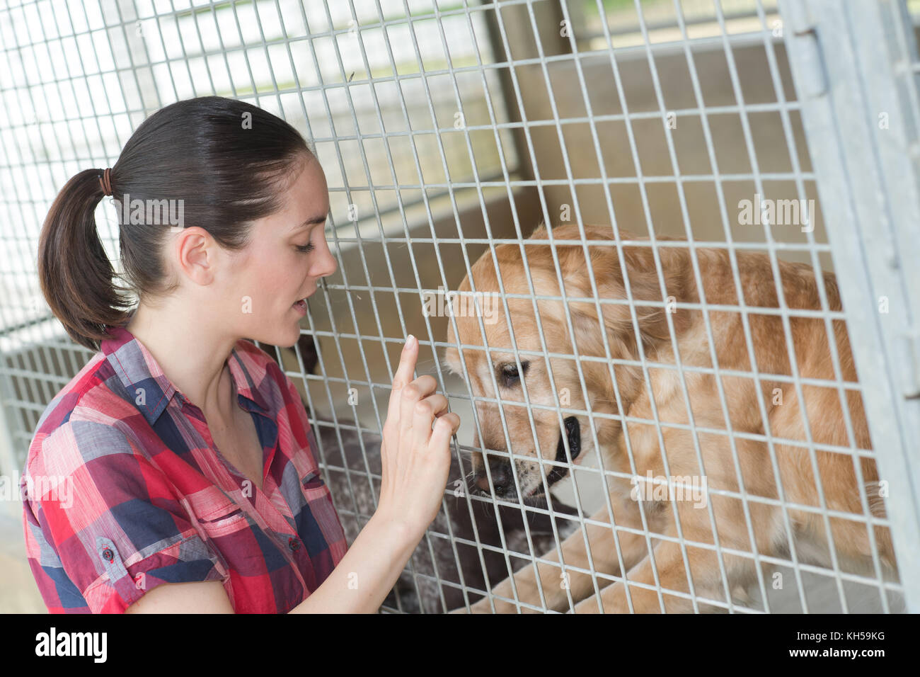 dedicated girl training dog in kennel Stock Photo - Alamy
