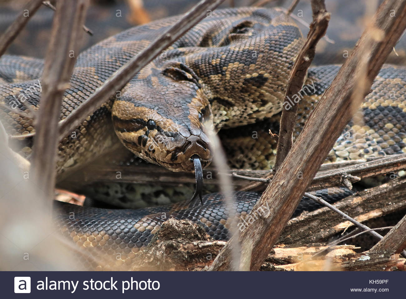 Sebae Stock Photos & Sebae Stock Images - Alamy