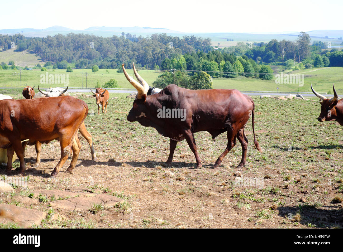 Ankole Watusi cattle on a farm in South Africa Stock Photo - Alamy
