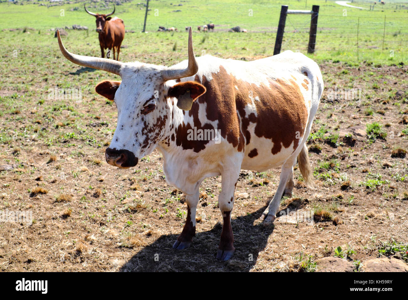 Ankole Watusi cattle on a farm in South Africa Stock Photo - Alamy