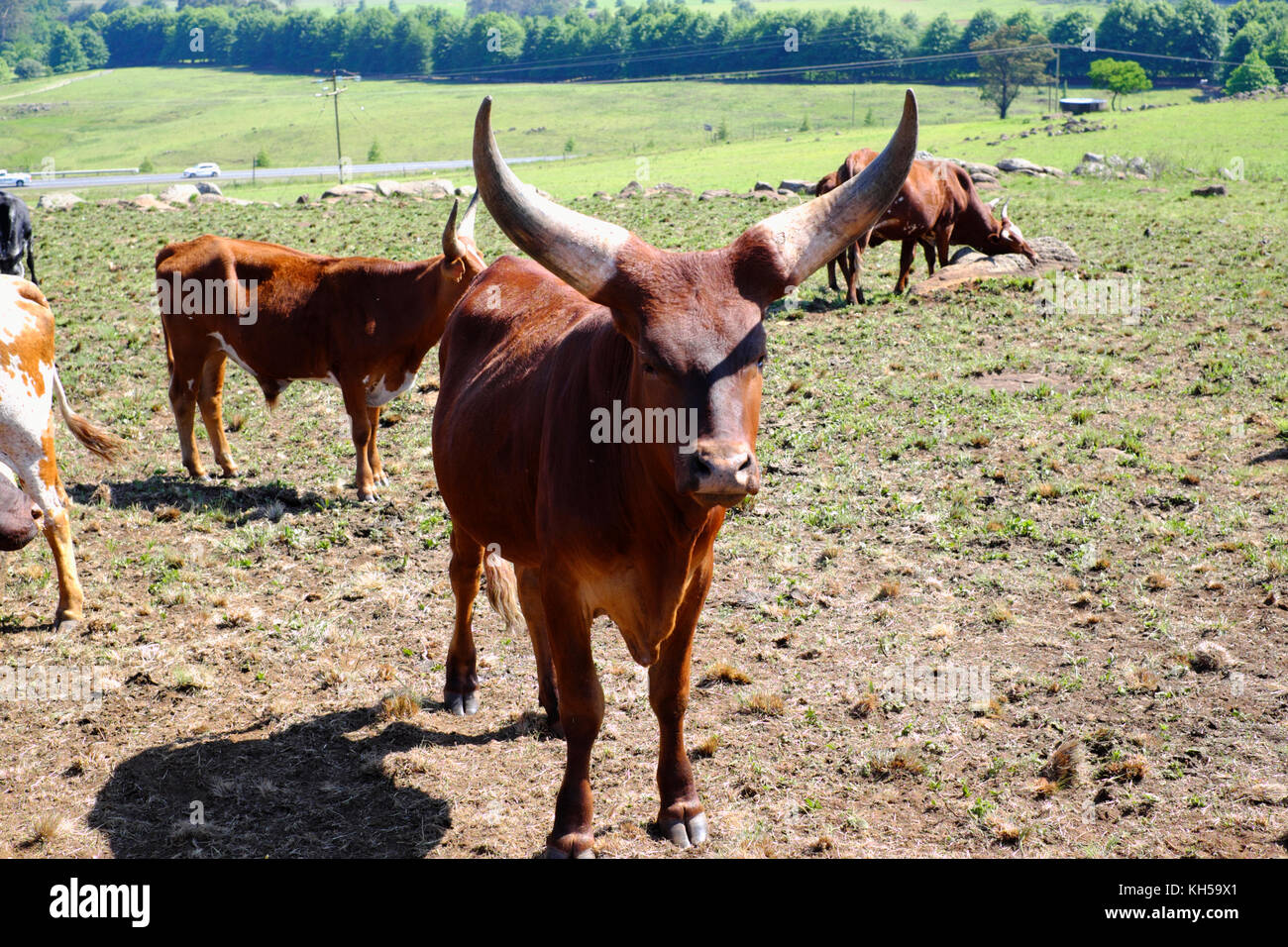 Africa Cattle