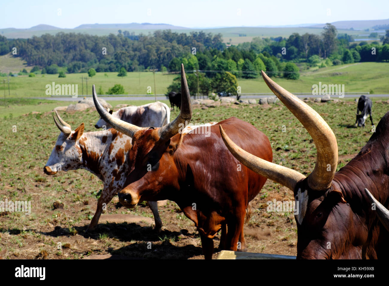 Ankole Watusi cattle on a farm in South Africa Stock Photo - Alamy