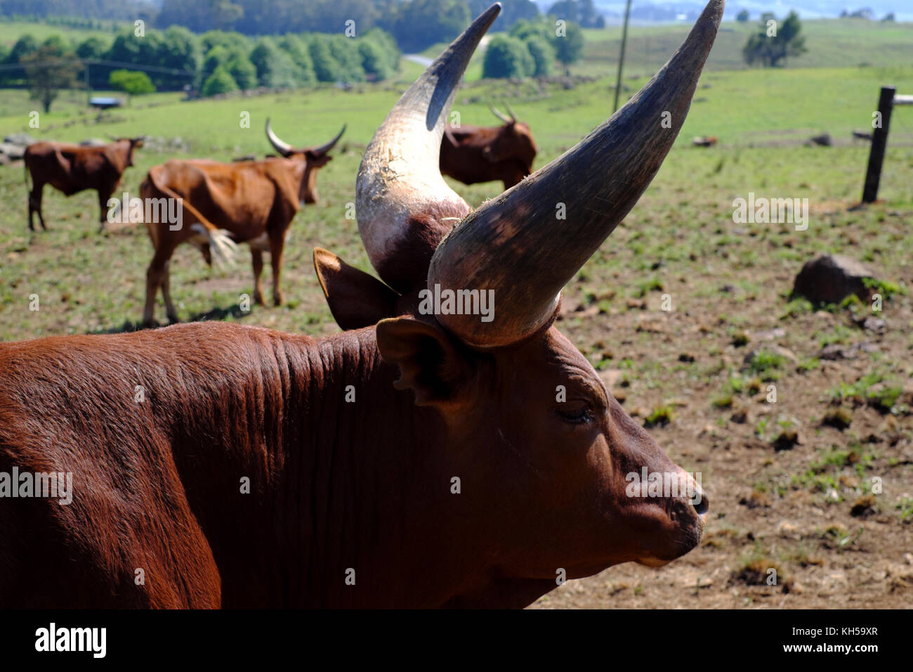 Ankole Watusi cattle on a farm in South Africa Stock Photo - Alamy