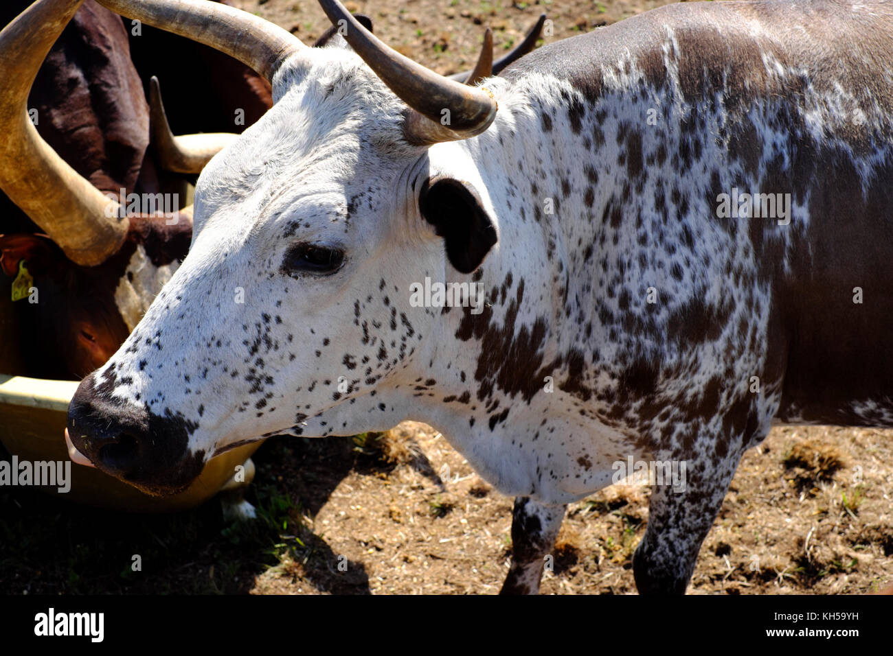 Ankole Watusi cattle on a farm in South Africa Stock Photo - Alamy