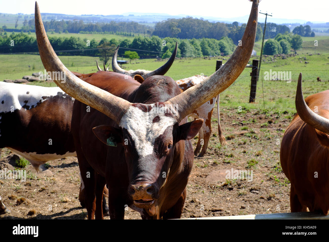 Ankole Cattle Stock Photos & Ankole Cattle Stock Images - Alamy