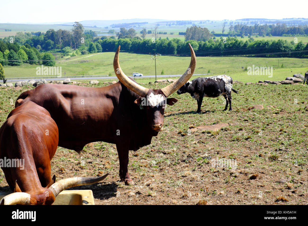 Watusi cattle hi-res stock photography and images - Alamy