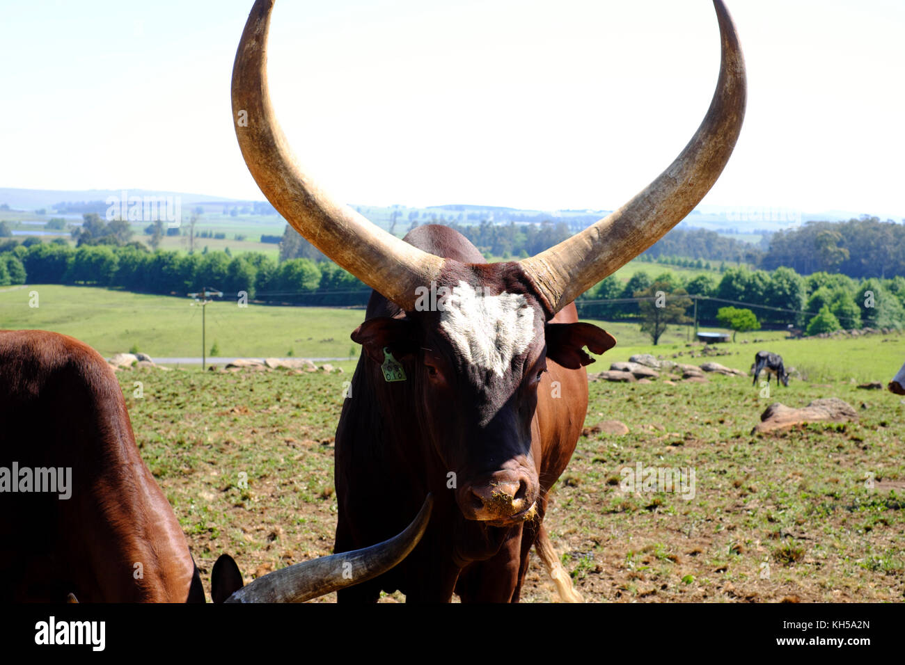 Ankole Cattle Africa Stock Photos & Ankole Cattle Africa Stock Images ...