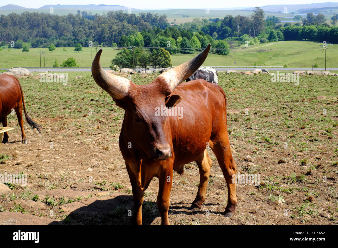 Ankole Watusi cattle on a farm in South Africa Stock Photo - Alamy