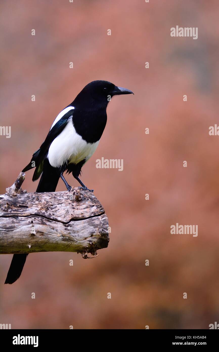 Magpie perched on a tree on brown background Stock Photo - Alamy