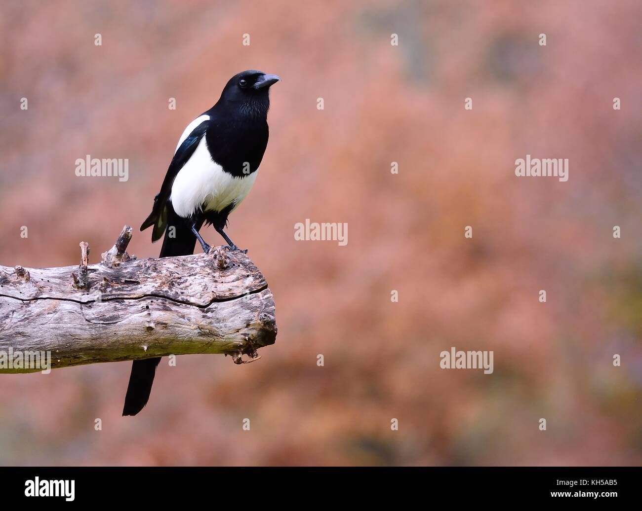 Magpie perched on a tree on brown background Stock Photo - Alamy