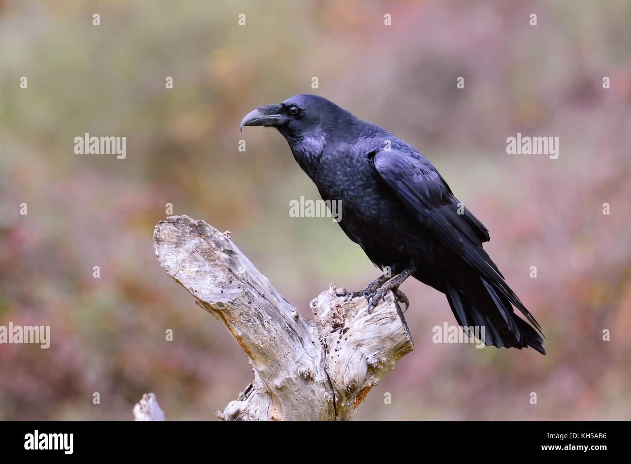 Black Raven, Corvus corax in autumn time. Looking for something to eat ...