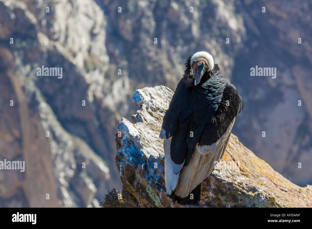 Condor at Colca canyon sitting,Peru,South America. This is a condor the ...