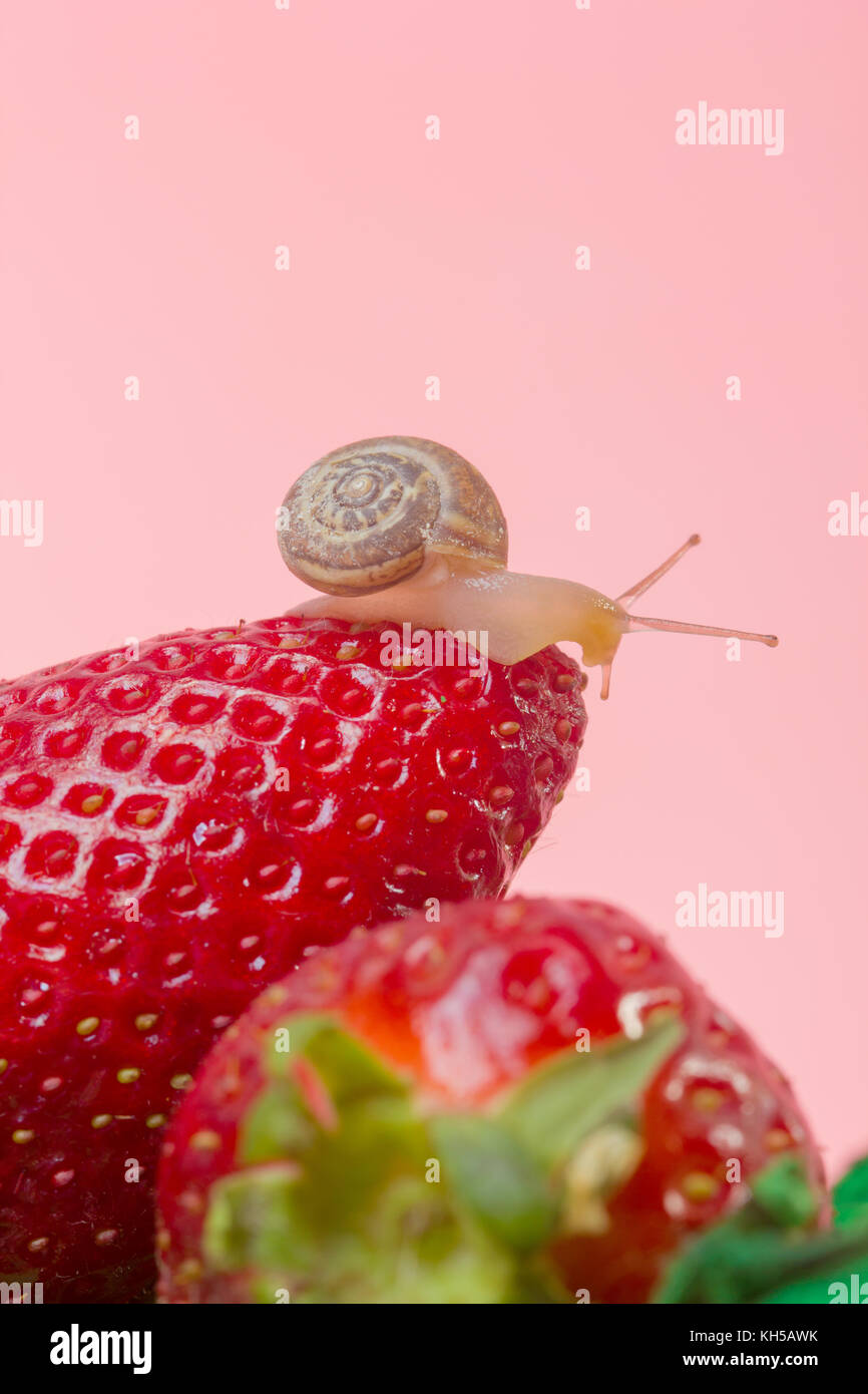 small snail on a fresh strawberry Stock Photo - Alamy