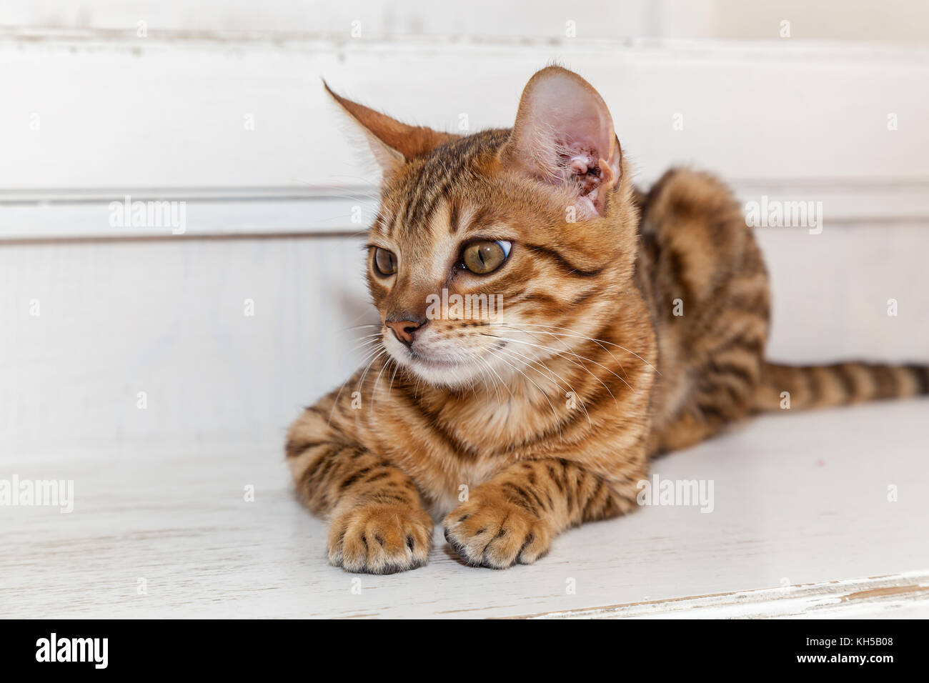Bengali domestic kitten Stock Photo - Alamy