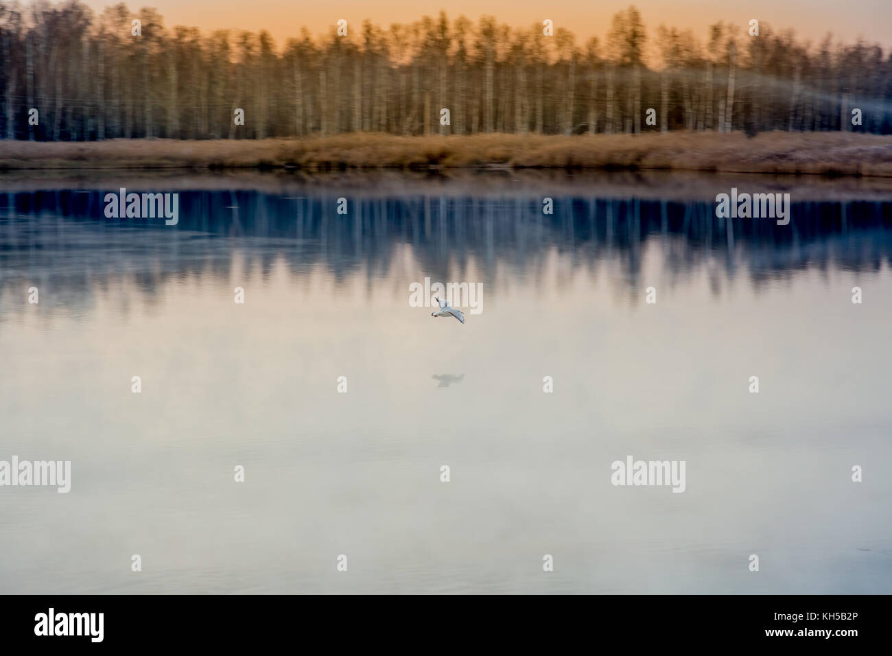 Seagull over the lake Stock Photo - Alamy