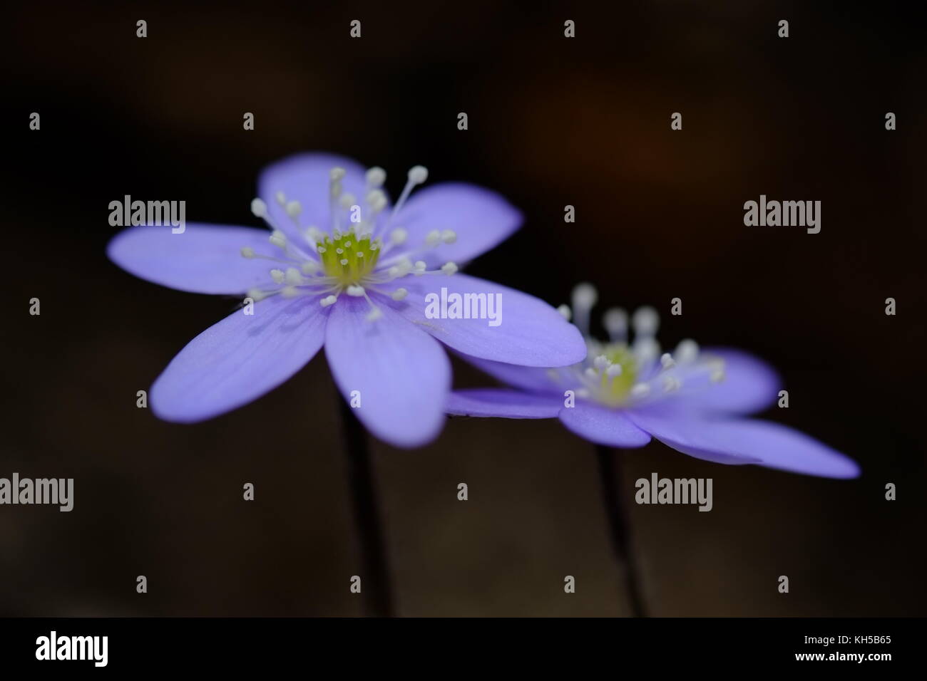 Liverleaf macro photography Stock Photo - Alamy