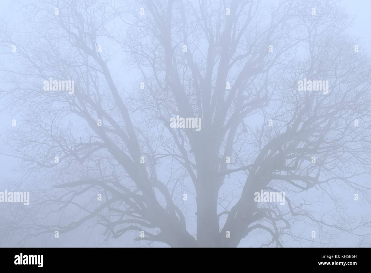 Tree in the fog Stock Photo - Alamy