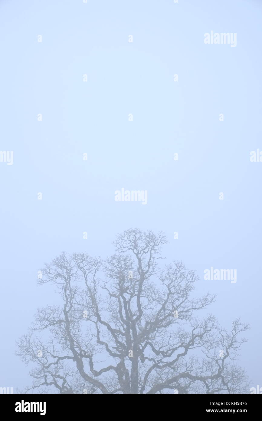 Tree in the fog Stock Photo - Alamy