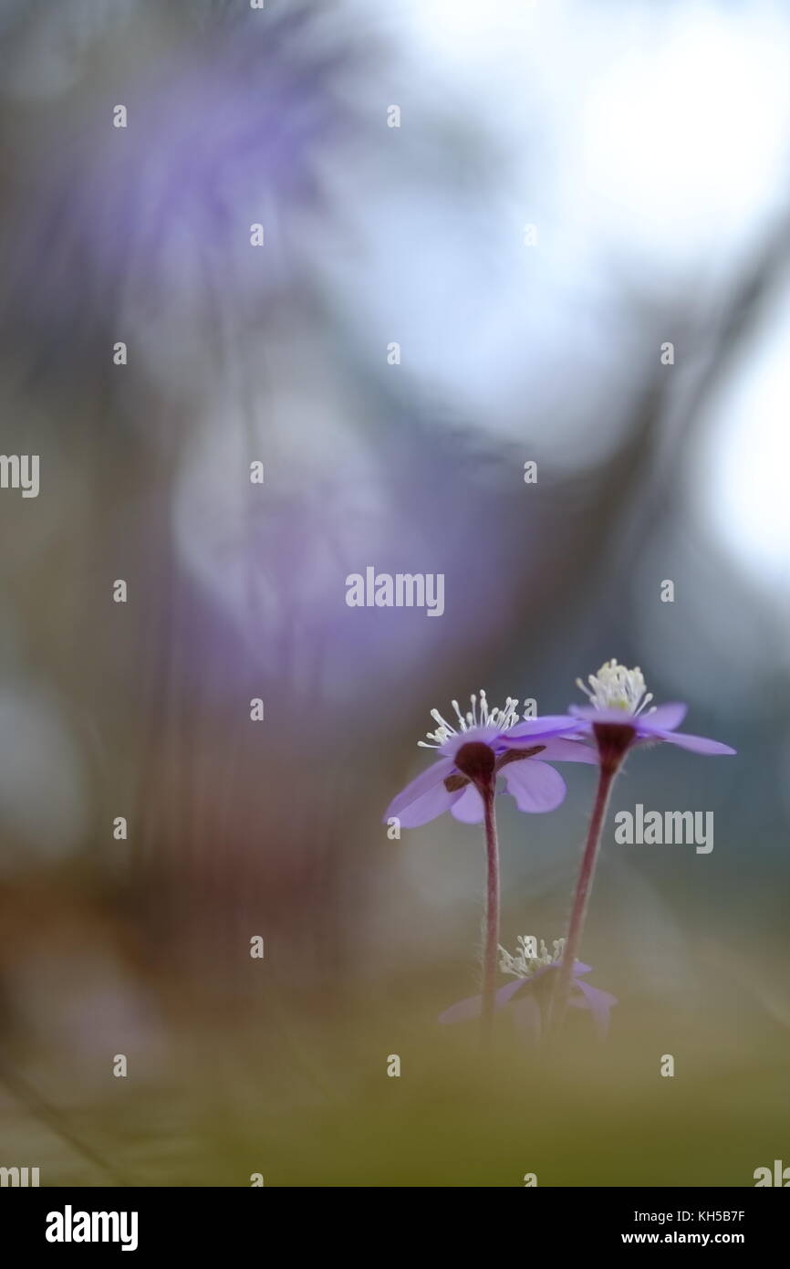 Liverleaf macro photography Stock Photo - Alamy