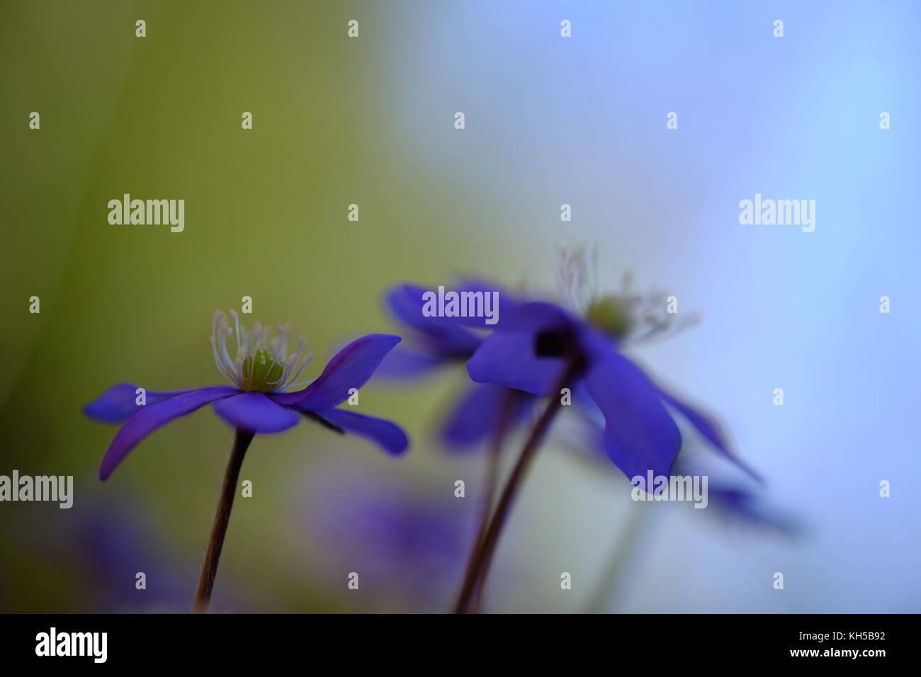 Liverleaf macro photography Stock Photo - Alamy