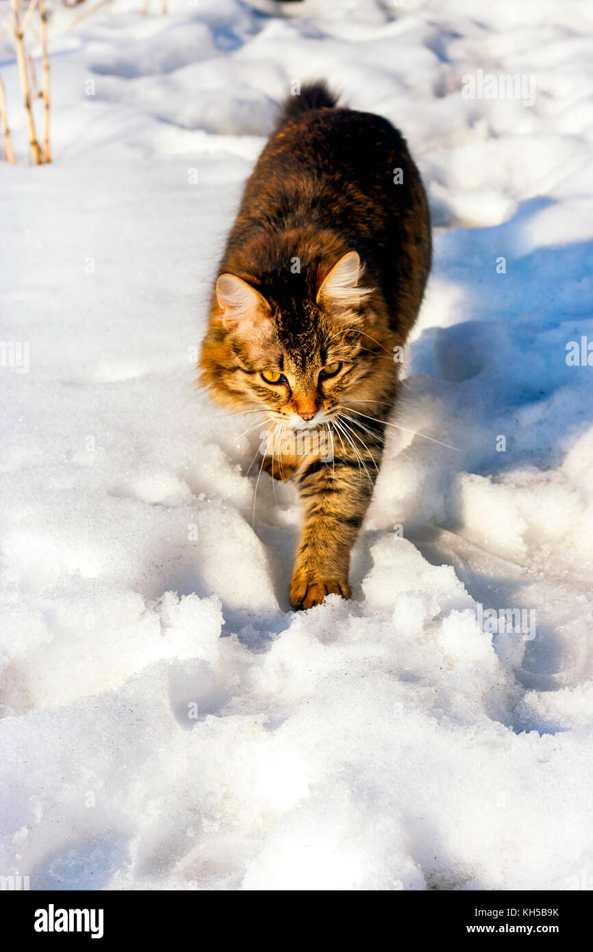 Tabby cat walking through the snow Stock Photo - Alamy