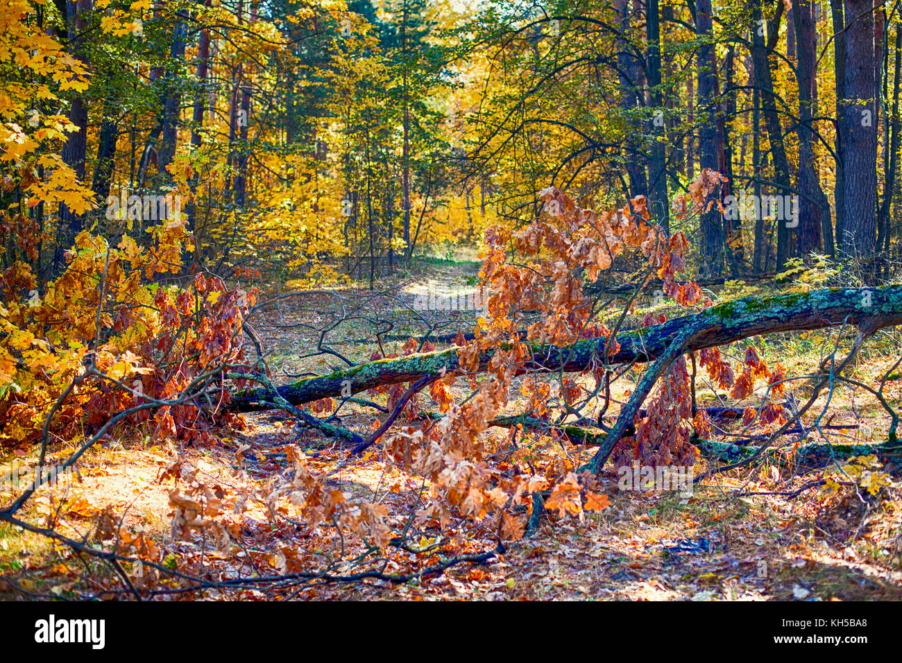 Autumn forest. Fallen tree on the path Stock Photo - Alamy