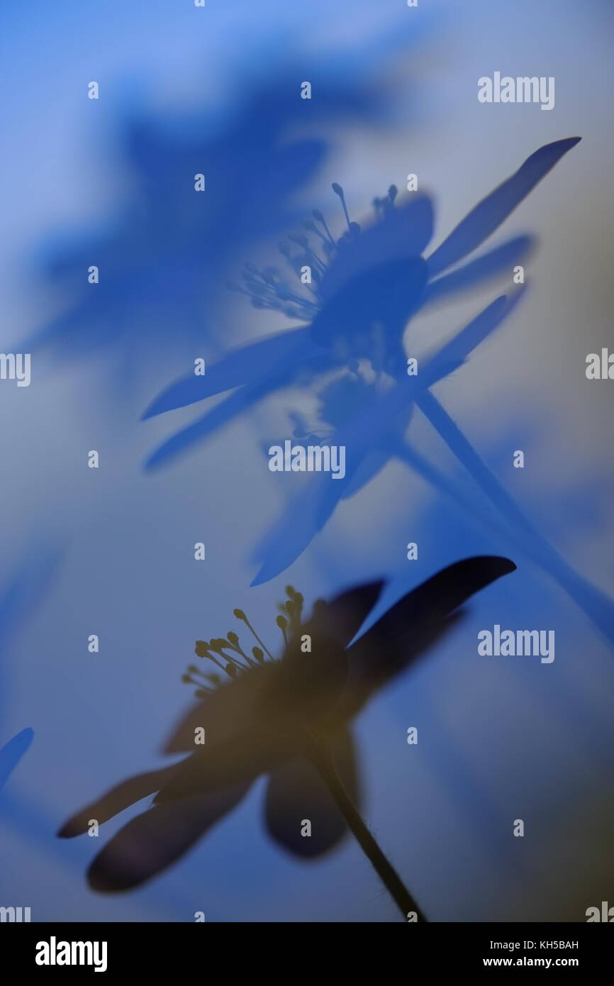 Liverleaf macro photography Stock Photo - Alamy