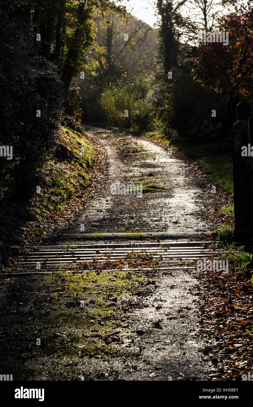 Open gate & cattle grid in morning Autumn light,Farm, Agriculture, Gate ...