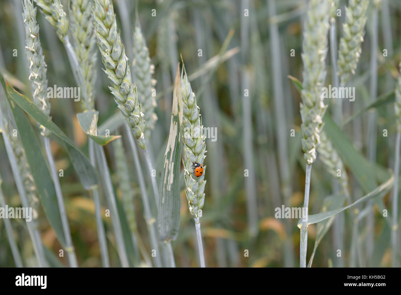 Wheat spikes with red lady bug Stock Photo - Alamy