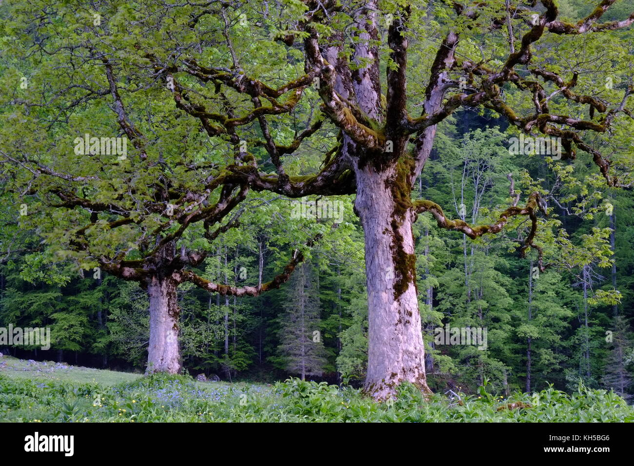 Tree brothers in Switzerland Stock Photo - Alamy